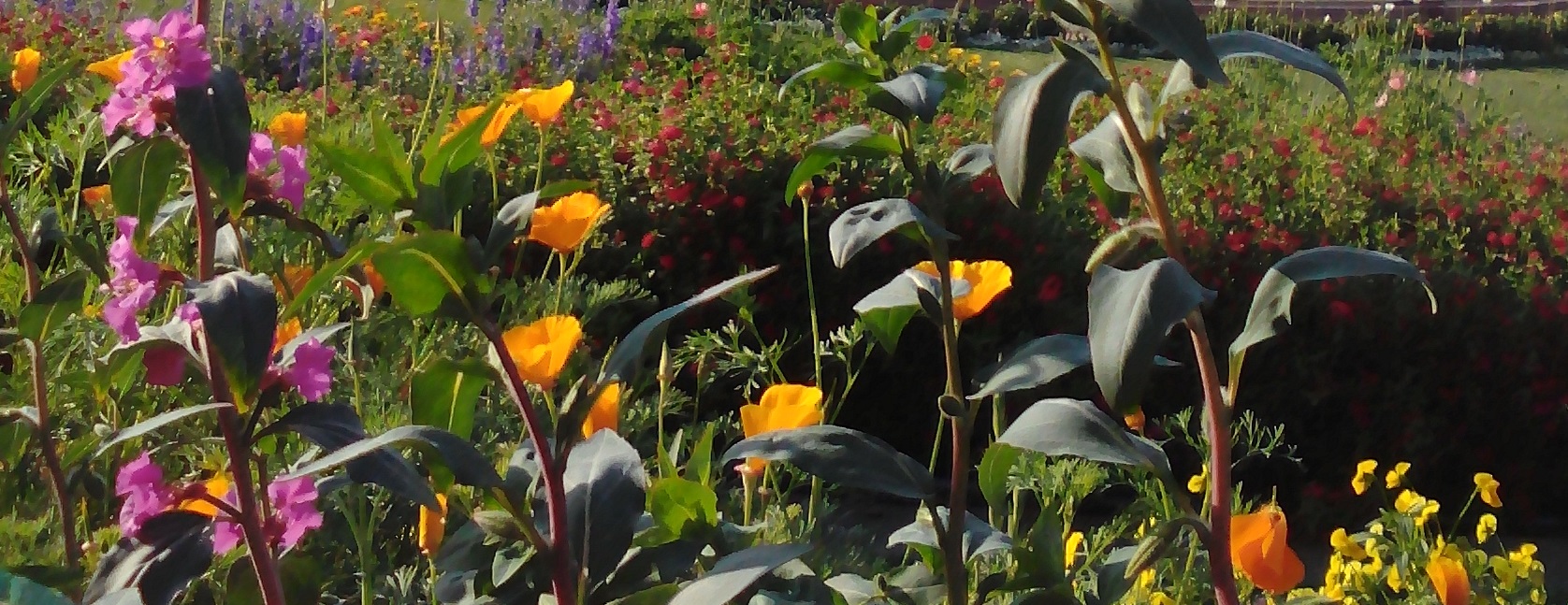 Garden Of Five Senses Delhi Tour Guide Information Nearest Metro Station